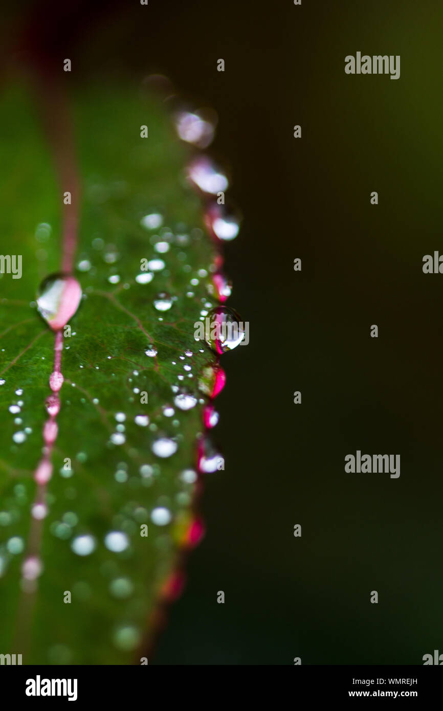 Edge of a leaf hi-res stock photography and images - Alamy