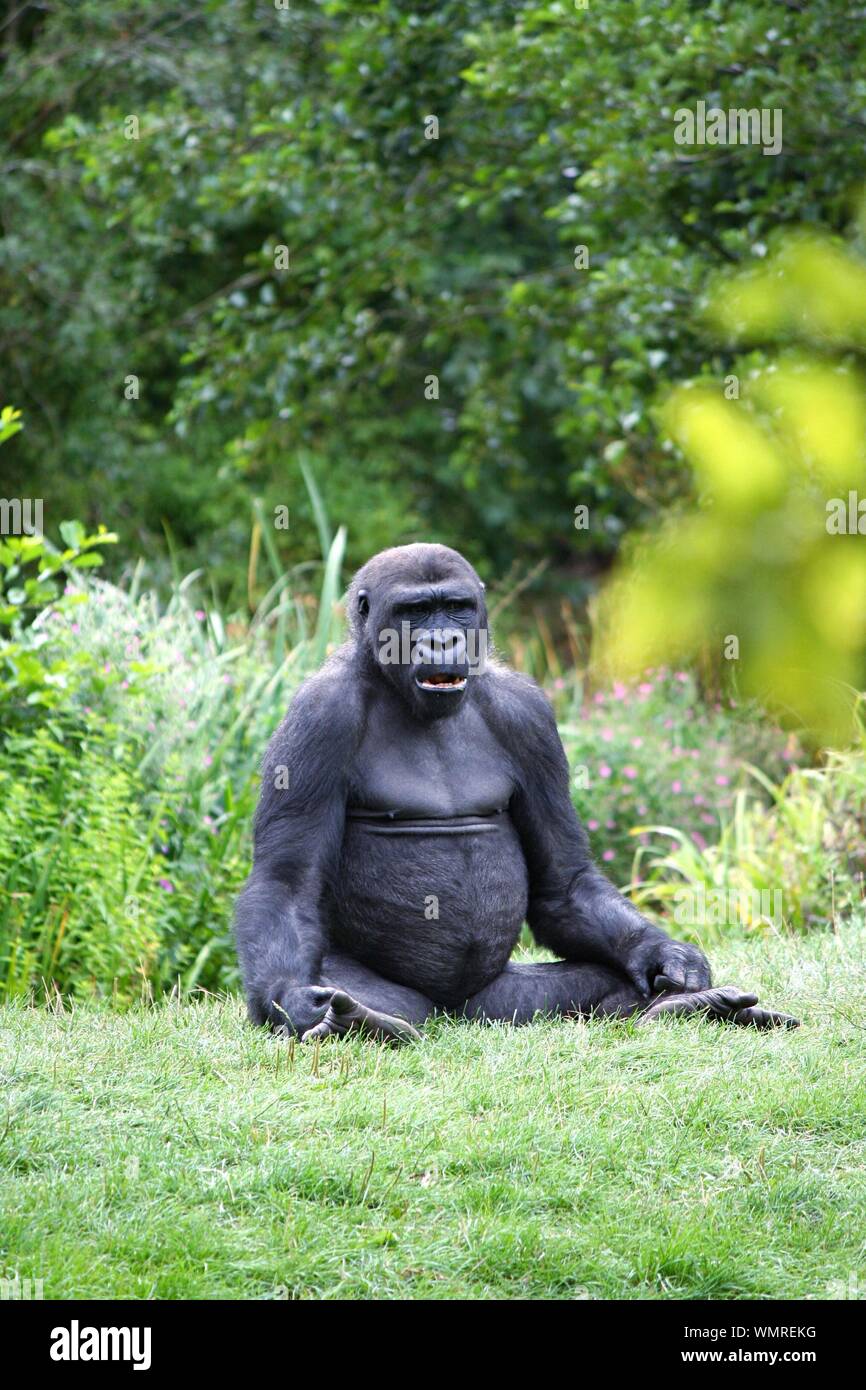Gorilla Sitting High Resolution Stock Photography and Images - Alamy