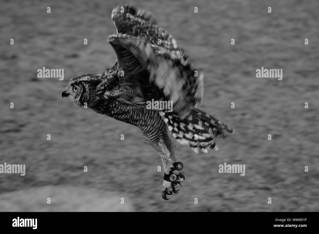 Sea owl hi-res stock photography and images - Alamy