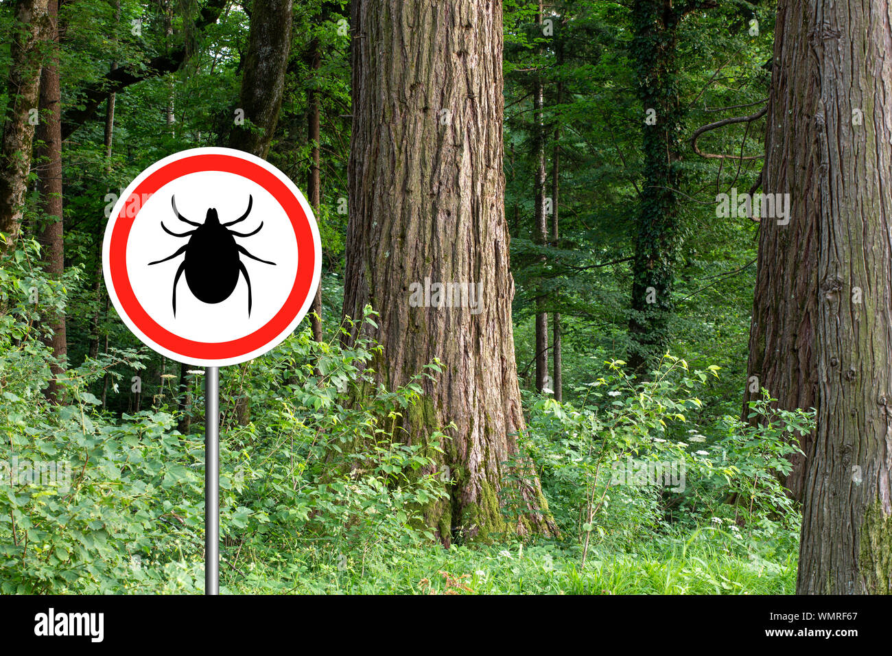 Tick insect warning sign in infected forest. Lyme disease and ...