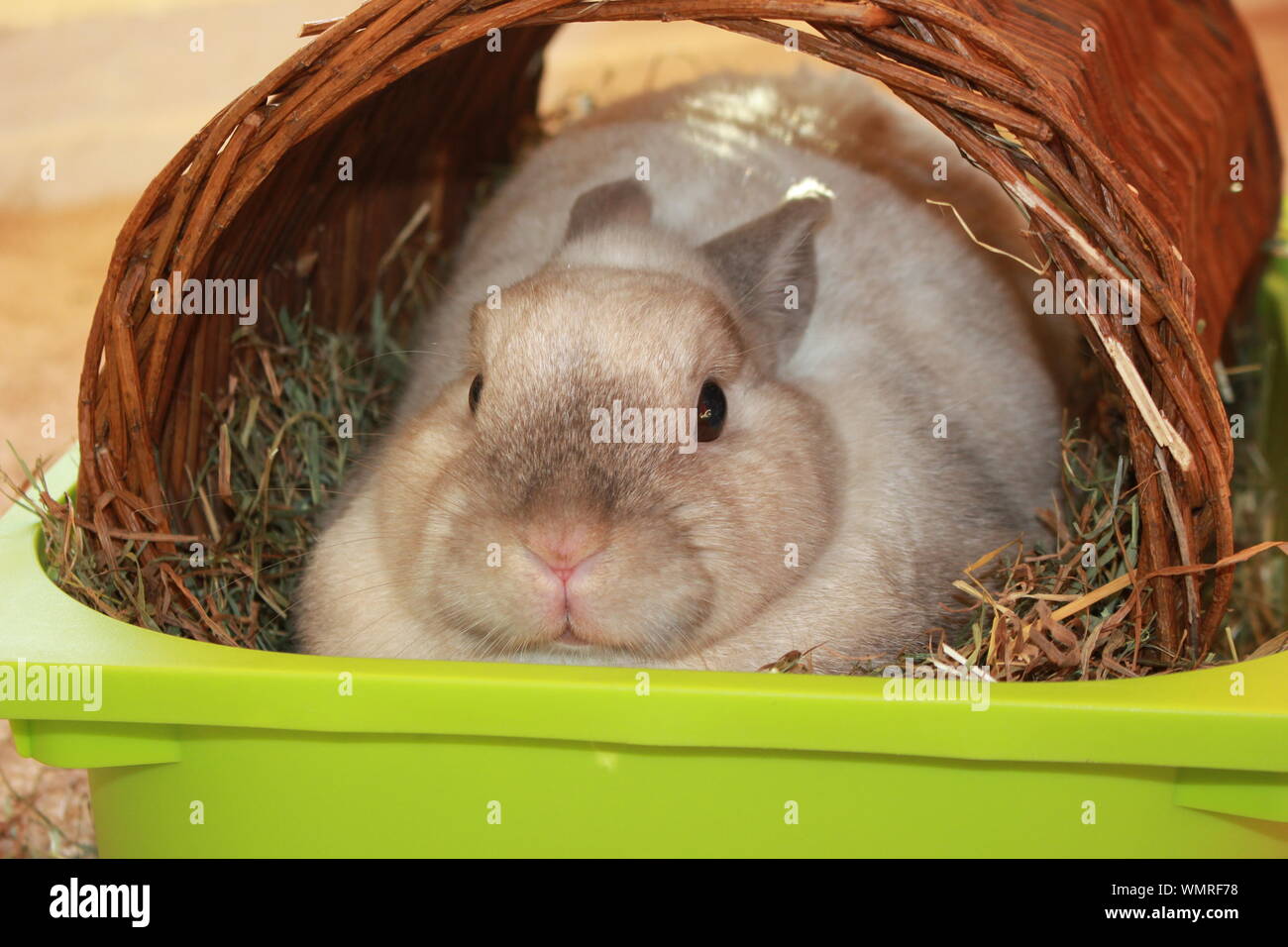 Rabbit and basket hi-res stock photography and images - Alamy