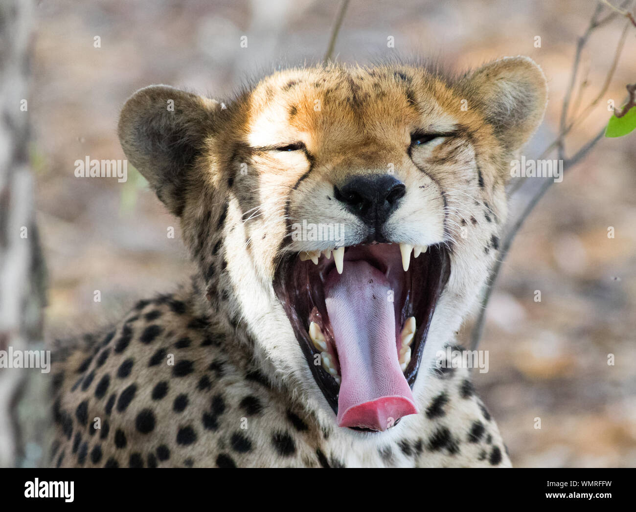 Cheetah nose hi-res stock photography and images - Alamy