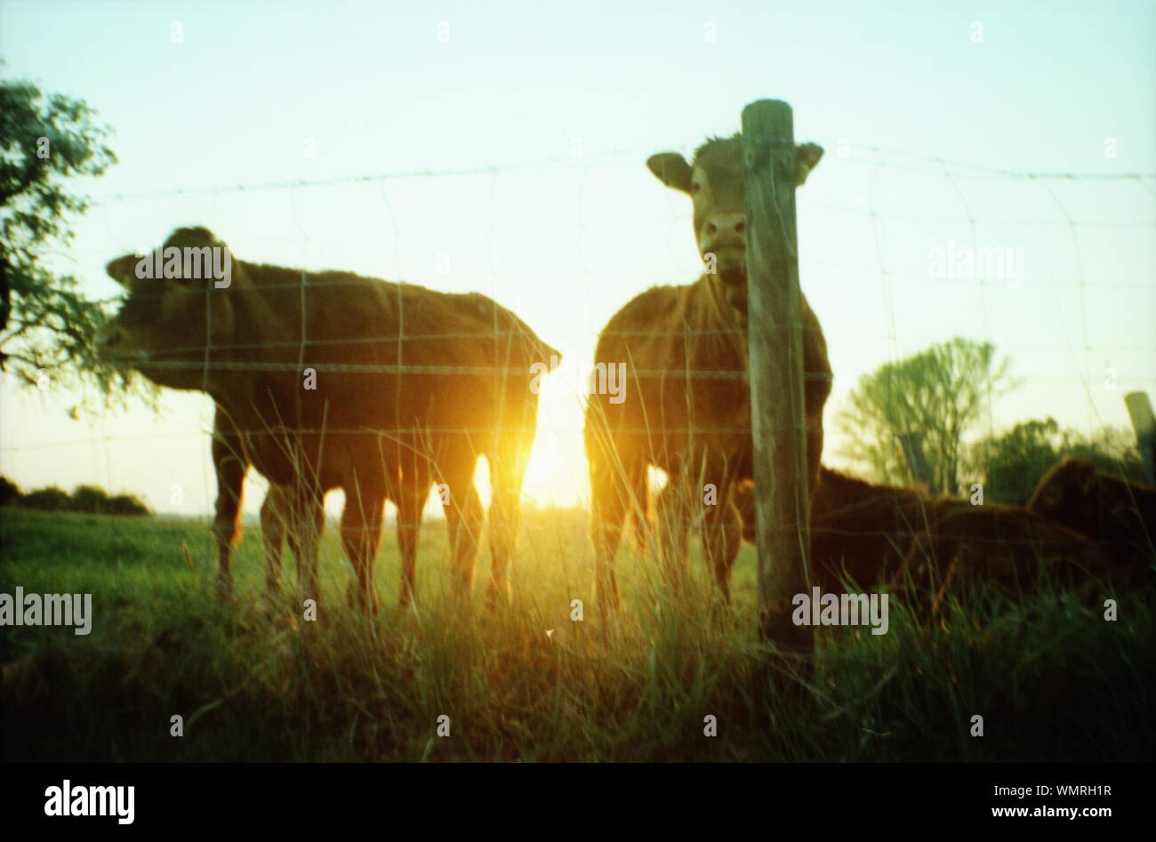 Peering through fence hi-res stock photography and images - Alamy