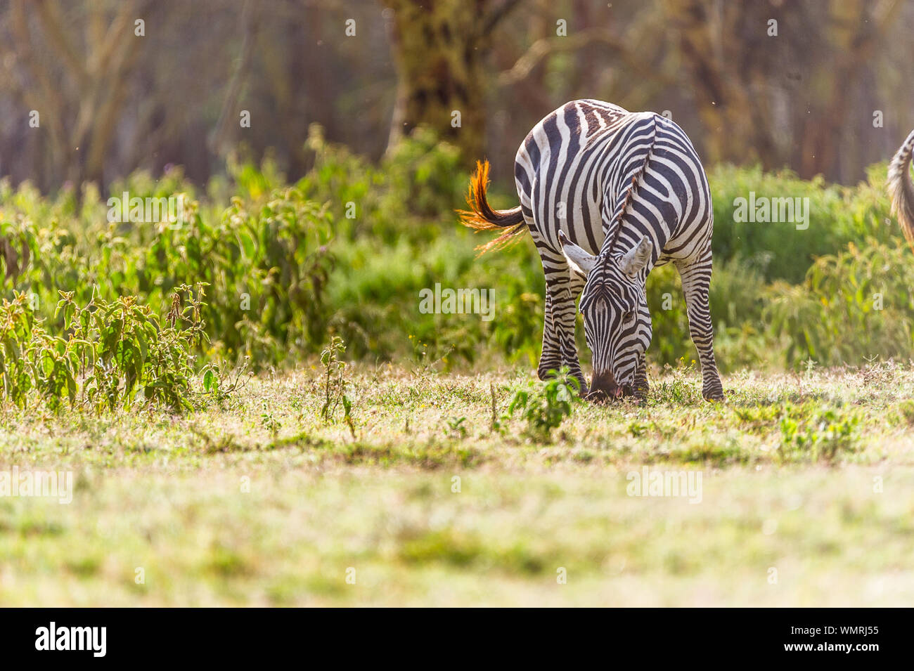Zebra grass hi-res stock photography and images - Alamy