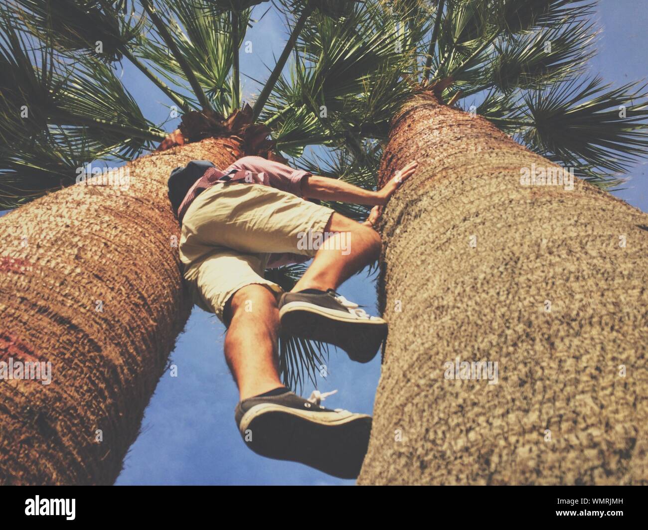 Palm tree climbing hi-res stock photography and images - Alamy
