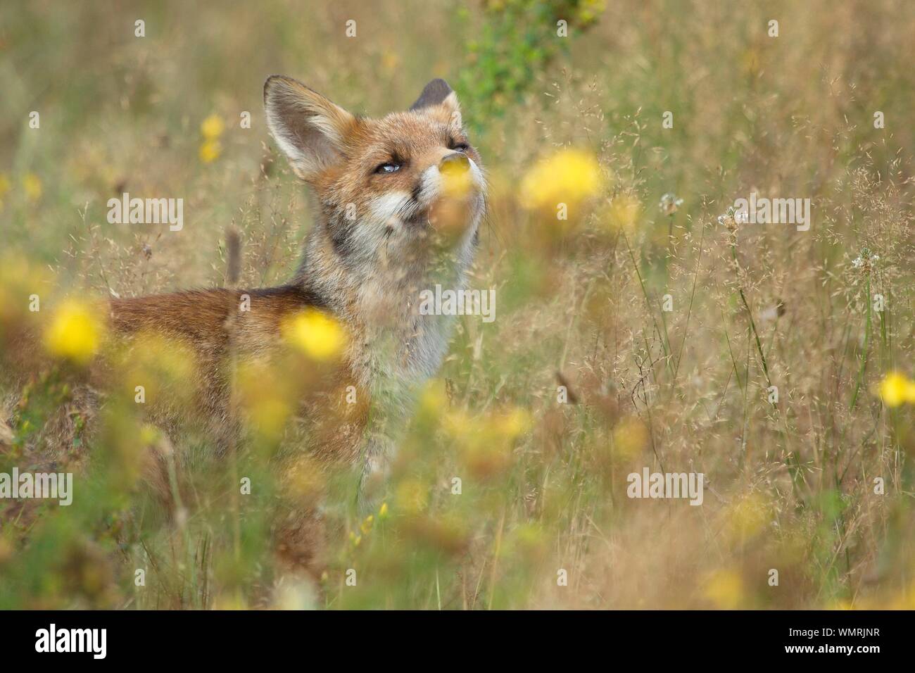 Fox looking up hi-res stock photography and images - Alamy