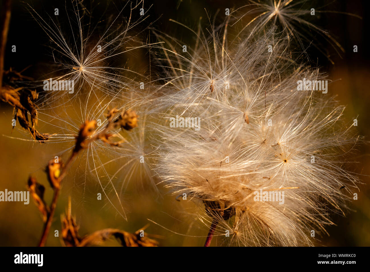 Seed of a thistle, Flying Seed, Close up of thistle seed, abstract ...