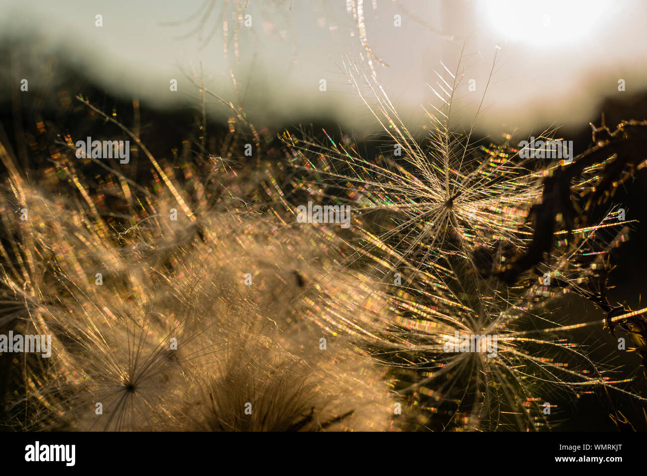Seed of a thistle, Flying Seed, Close up of thistle seed, abstract ...