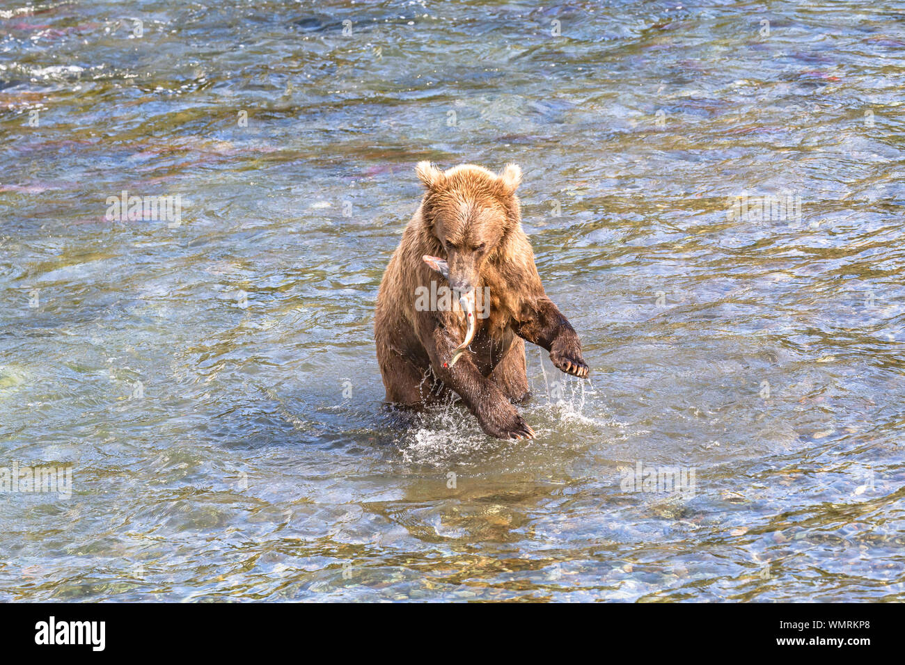 Grizzly bear catches fish standing in river Stock Photo - Alamy