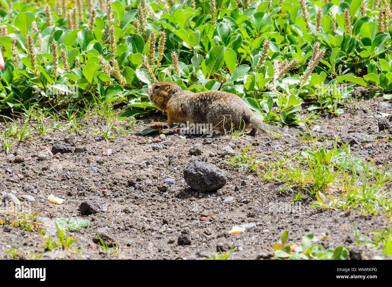 Animal on the road hi-res stock photography and images - Alamy