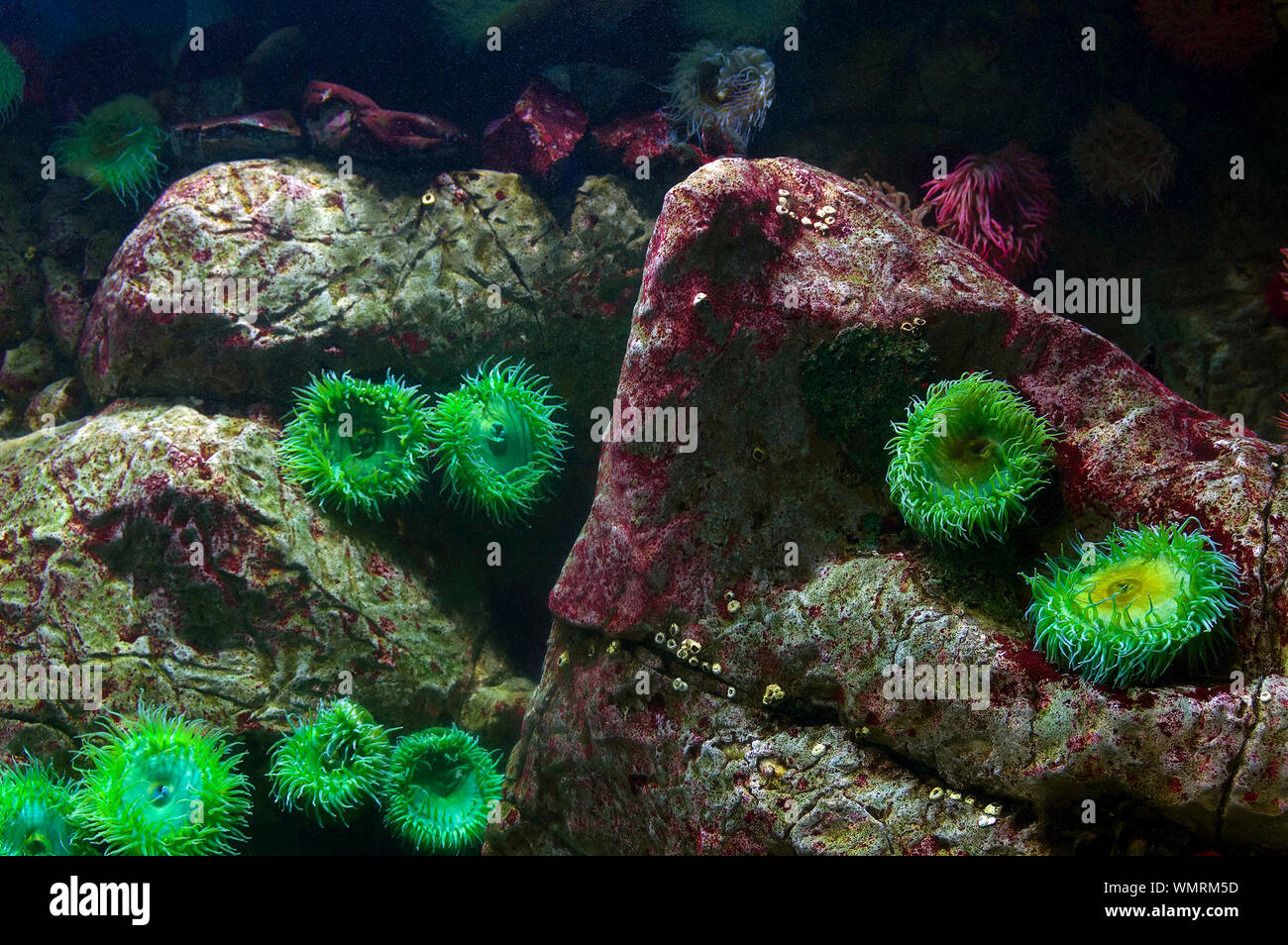 Undersea hi-res stock photography and images - Alamy