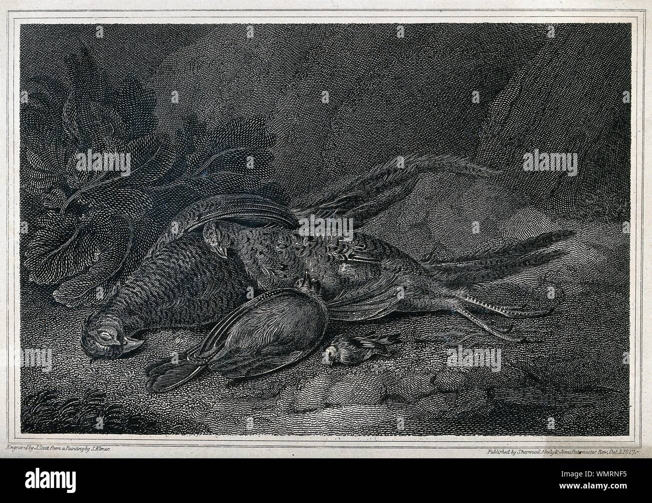 Dead Blue Jay High Resolution Stock Photography and Images - Alamy