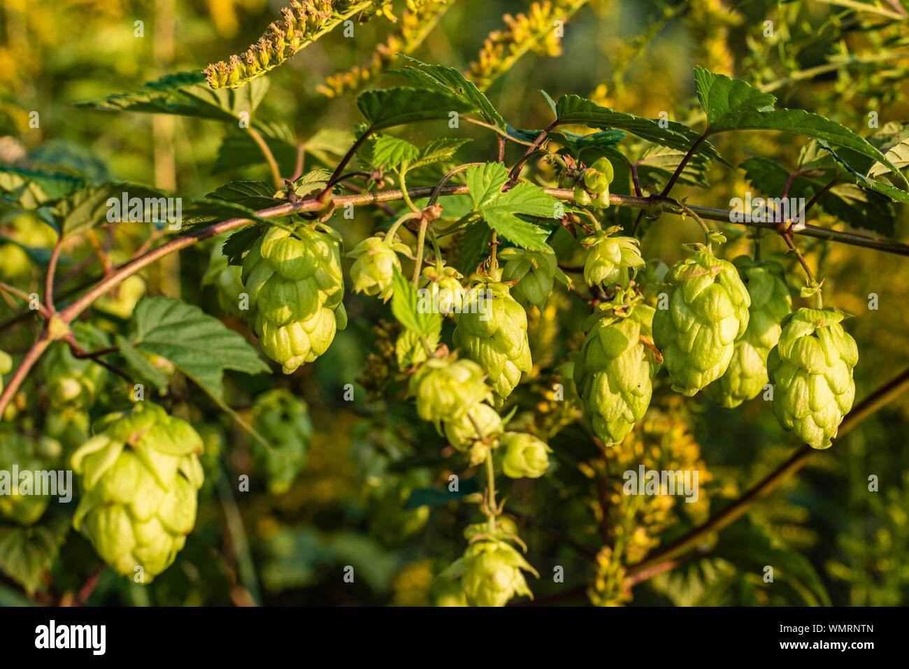 Wild Hop Plant, Hop Cones Stock Photo - Alamy