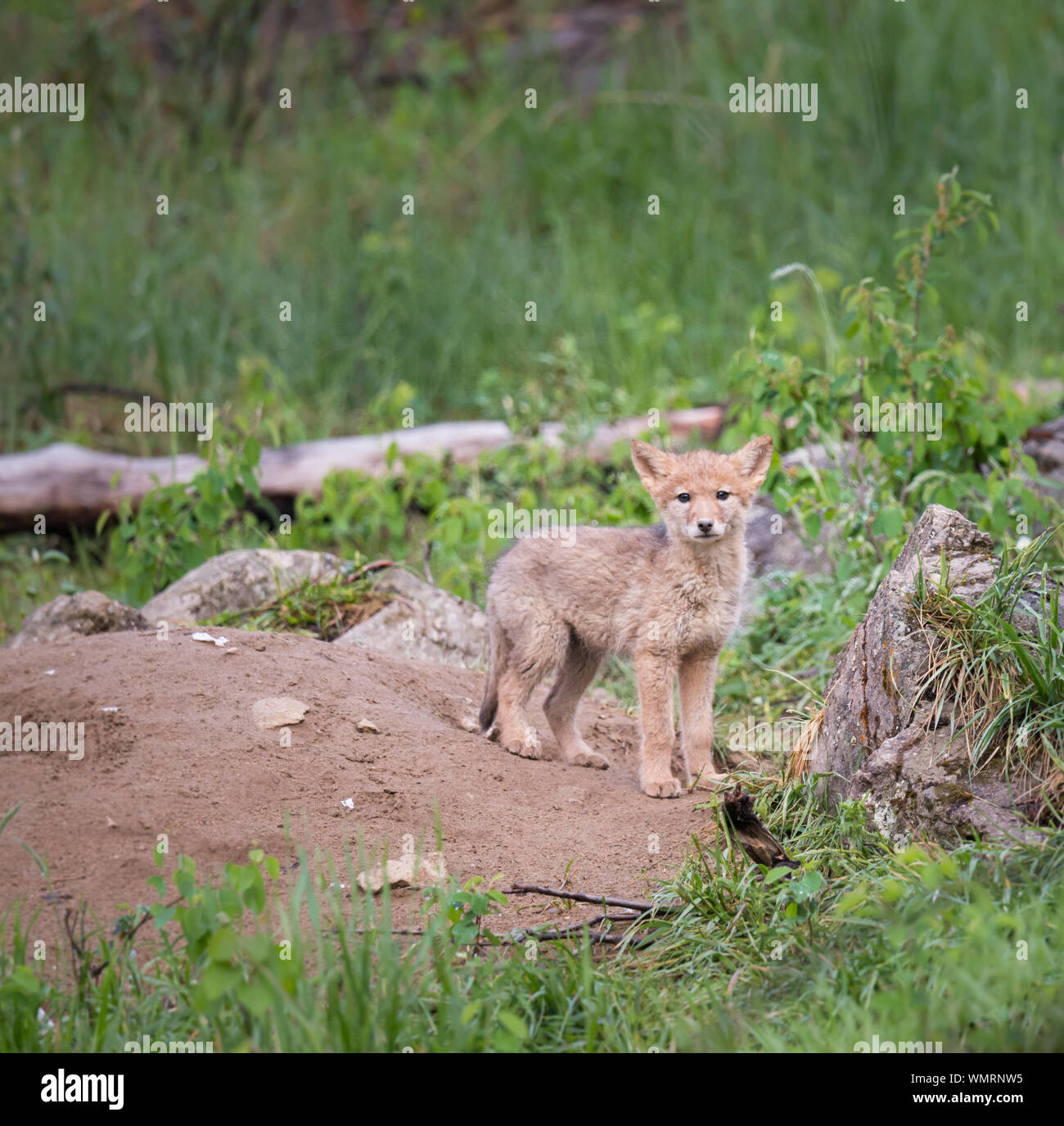 Coyote pups in the wild Stock Photo - Alamy