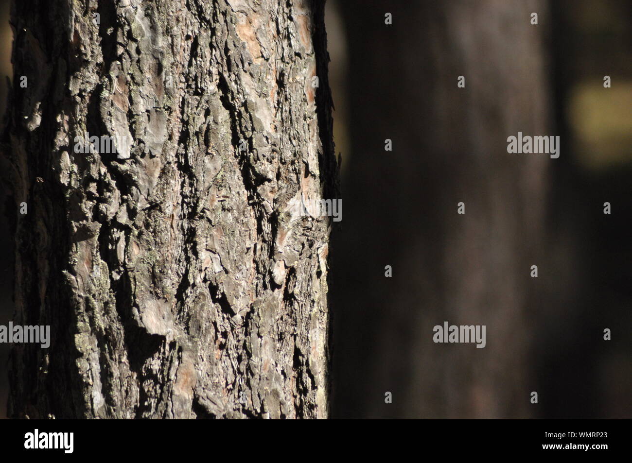 The trunks of the trees in the pine forest. monoculture cultivation ...