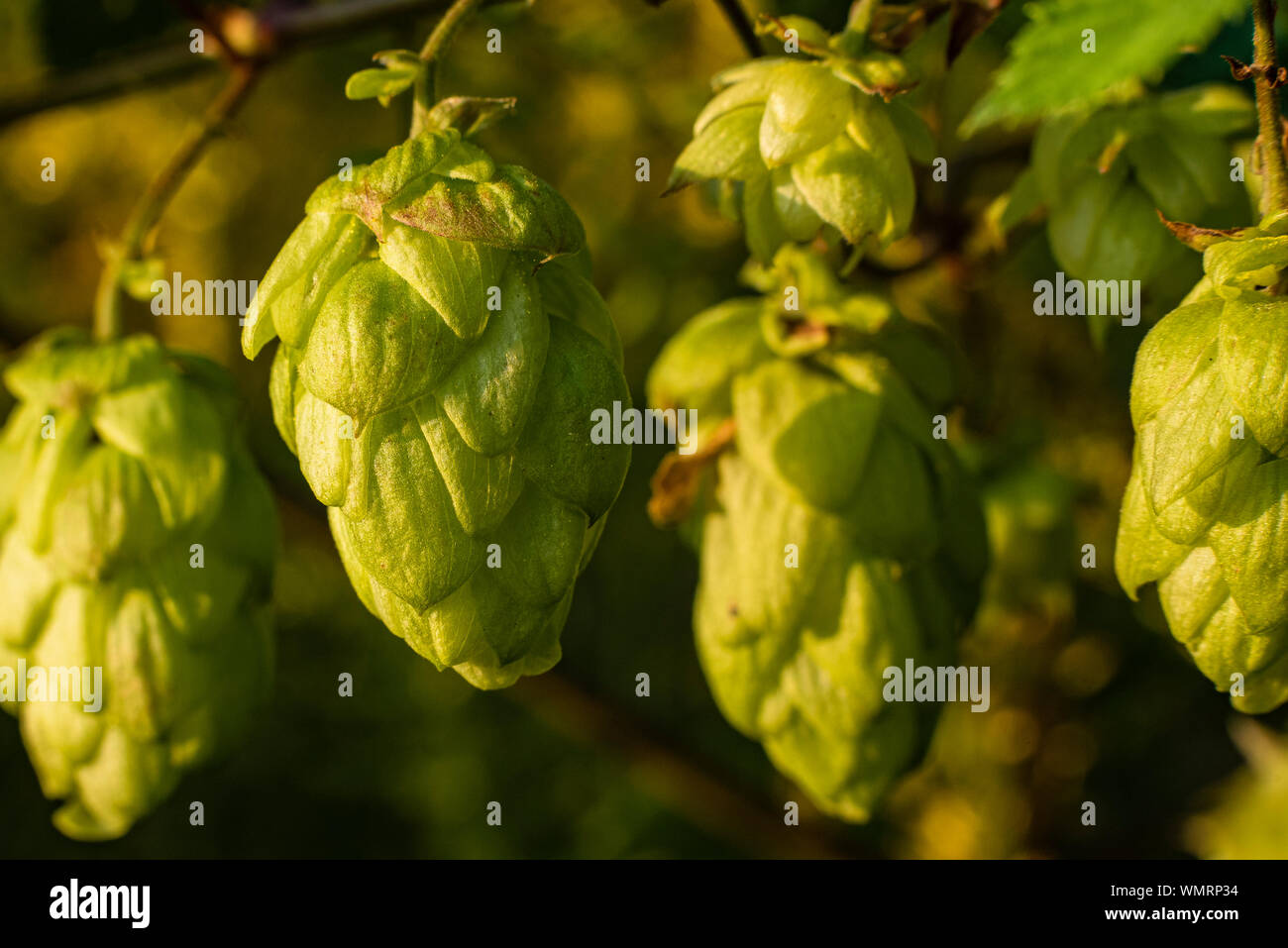Close up of a hops cone, Wild Hop Plant Stock Photo - Alamy