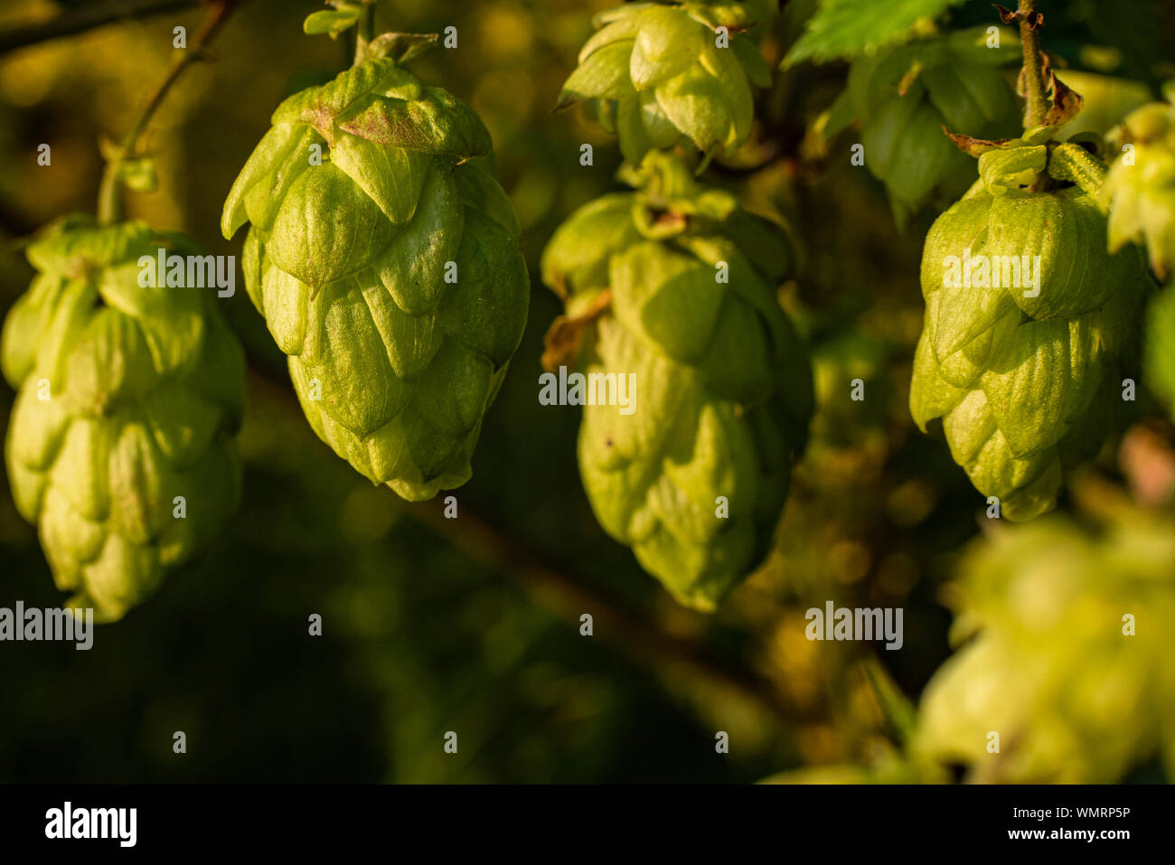 Close up of a hops cone, Wild Hop Plant Stock Photo - Alamy
