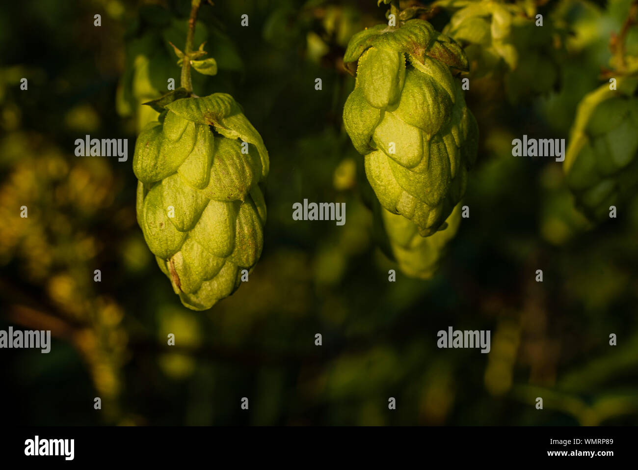 Close up of a hops cone, Wild Hop Plant Stock Photo - Alamy