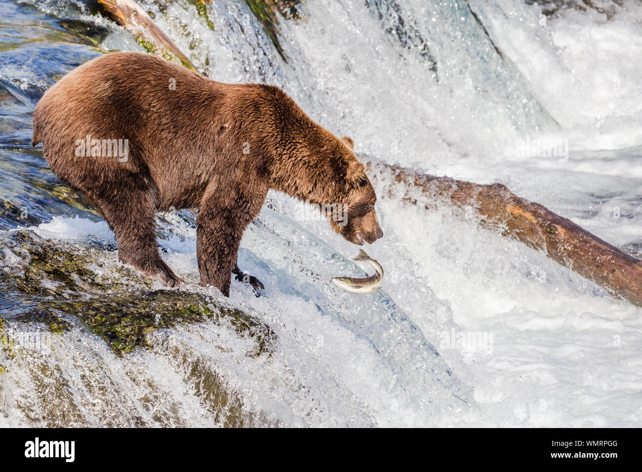 Grizzly bear fishes on the lip of waterfall as fish jump at Katmai ...