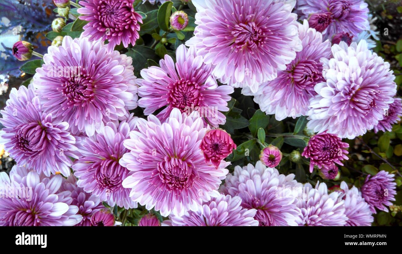 Overhead flower garden hi-res stock photography and images - Alamy