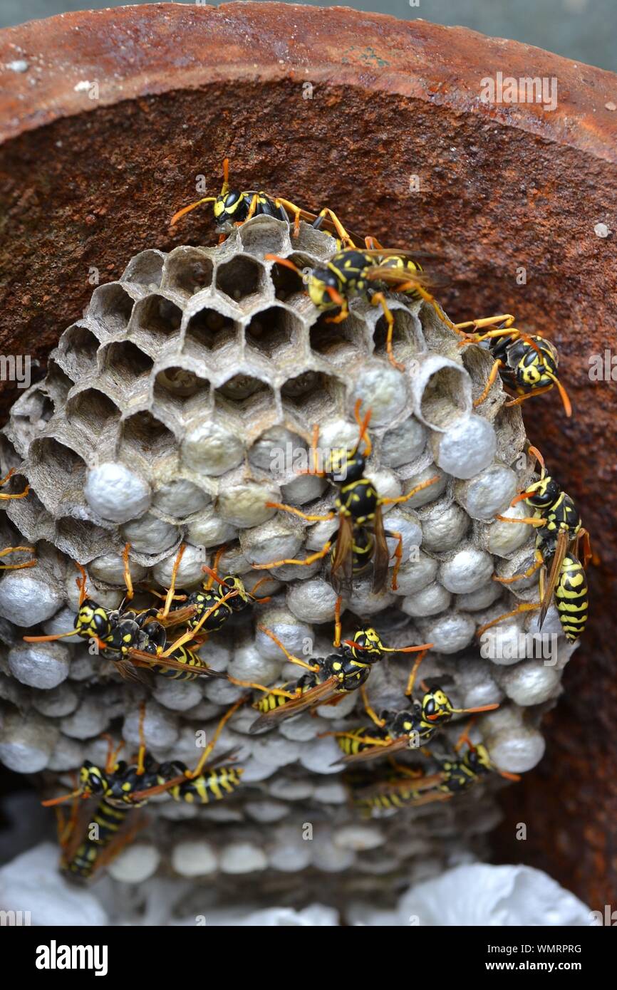 Large wasps nest hi-res stock photography and images - Alamy