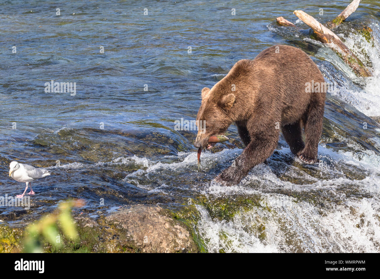 Grizzly bear walks along waterfall with fish in his mouth Stock Photo ...
