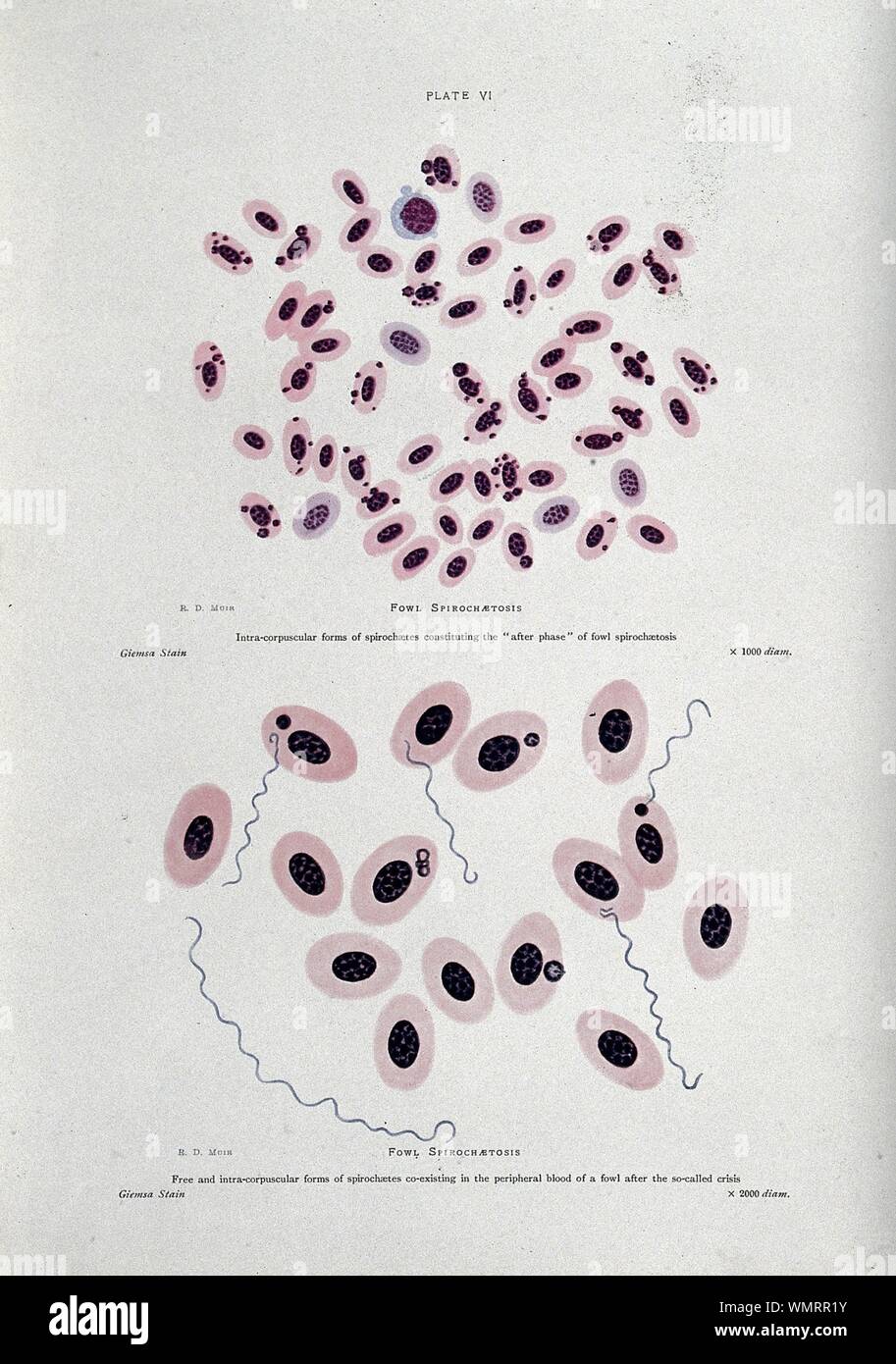 Trophozoite hi-res stock photography and images - Alamy