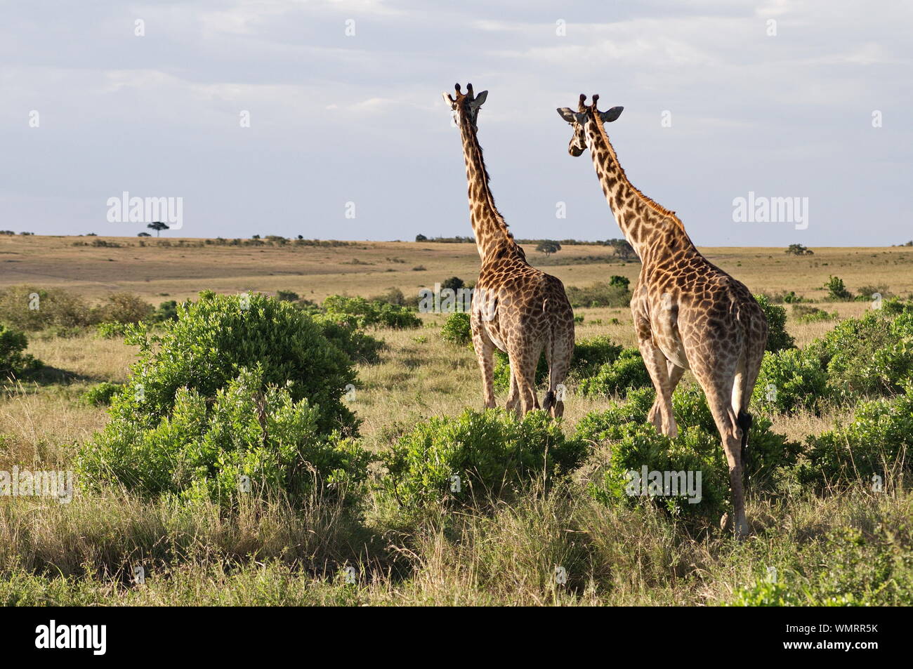 Giraffes on the horizon hi-res stock photography and images - Alamy