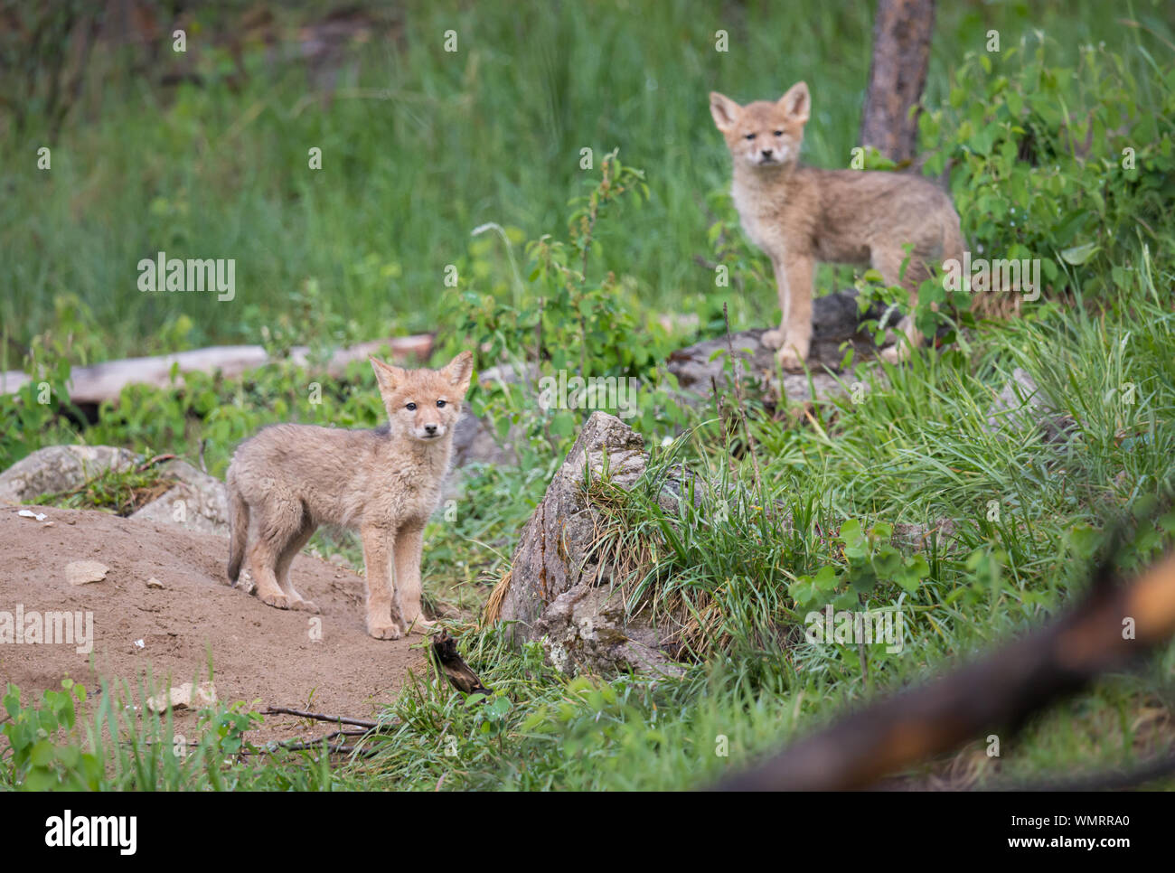 Coyote pups in the wild Stock Photo - Alamy