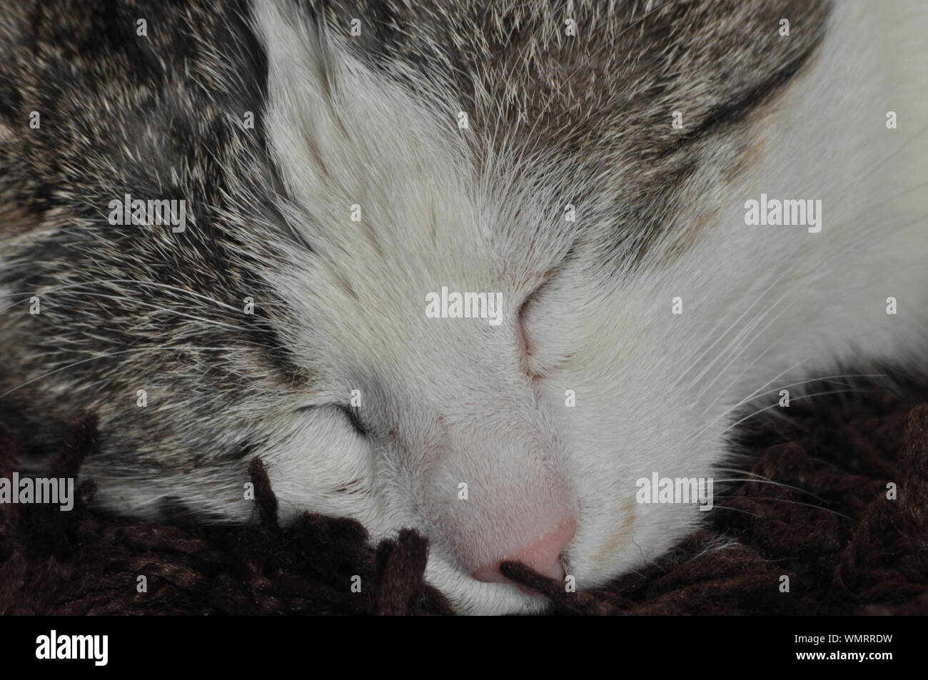 The sleeping and purring cat. Pet. Rest and relaxation Stock Photo - Alamy