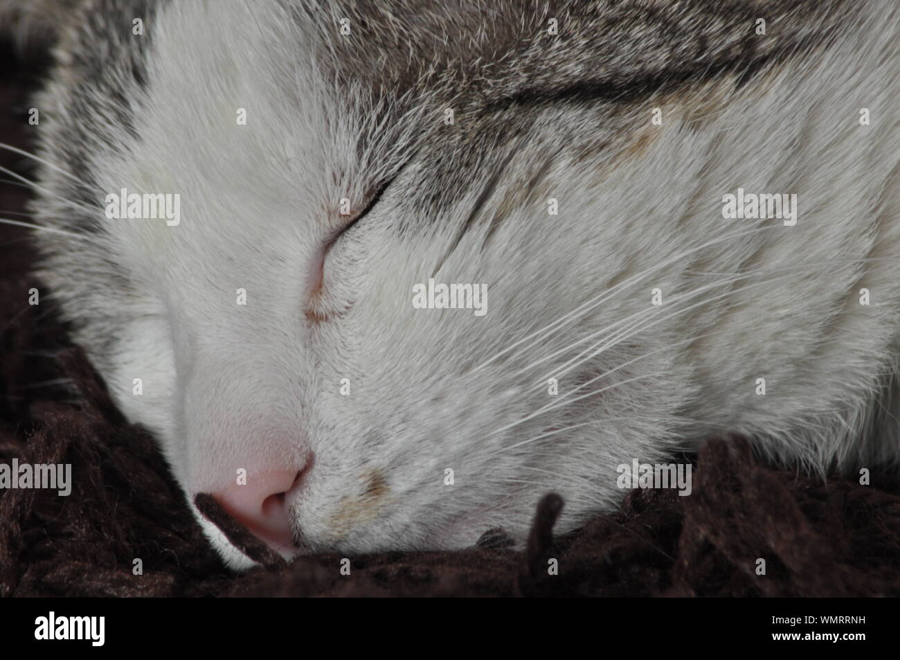 The sleeping and purring cat. Pet. Rest and relaxation Stock Photo - Alamy