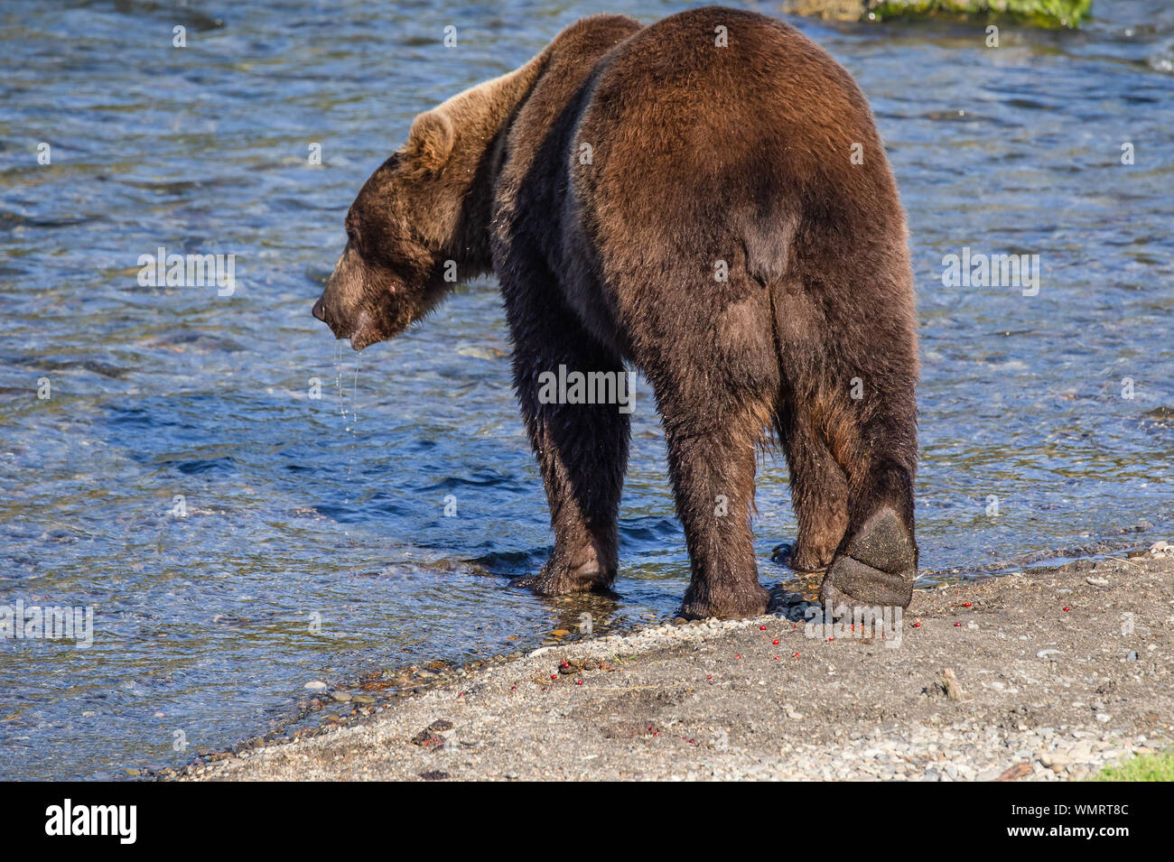 Grizzly bear steps into the river view from behind revealing bottom of ...