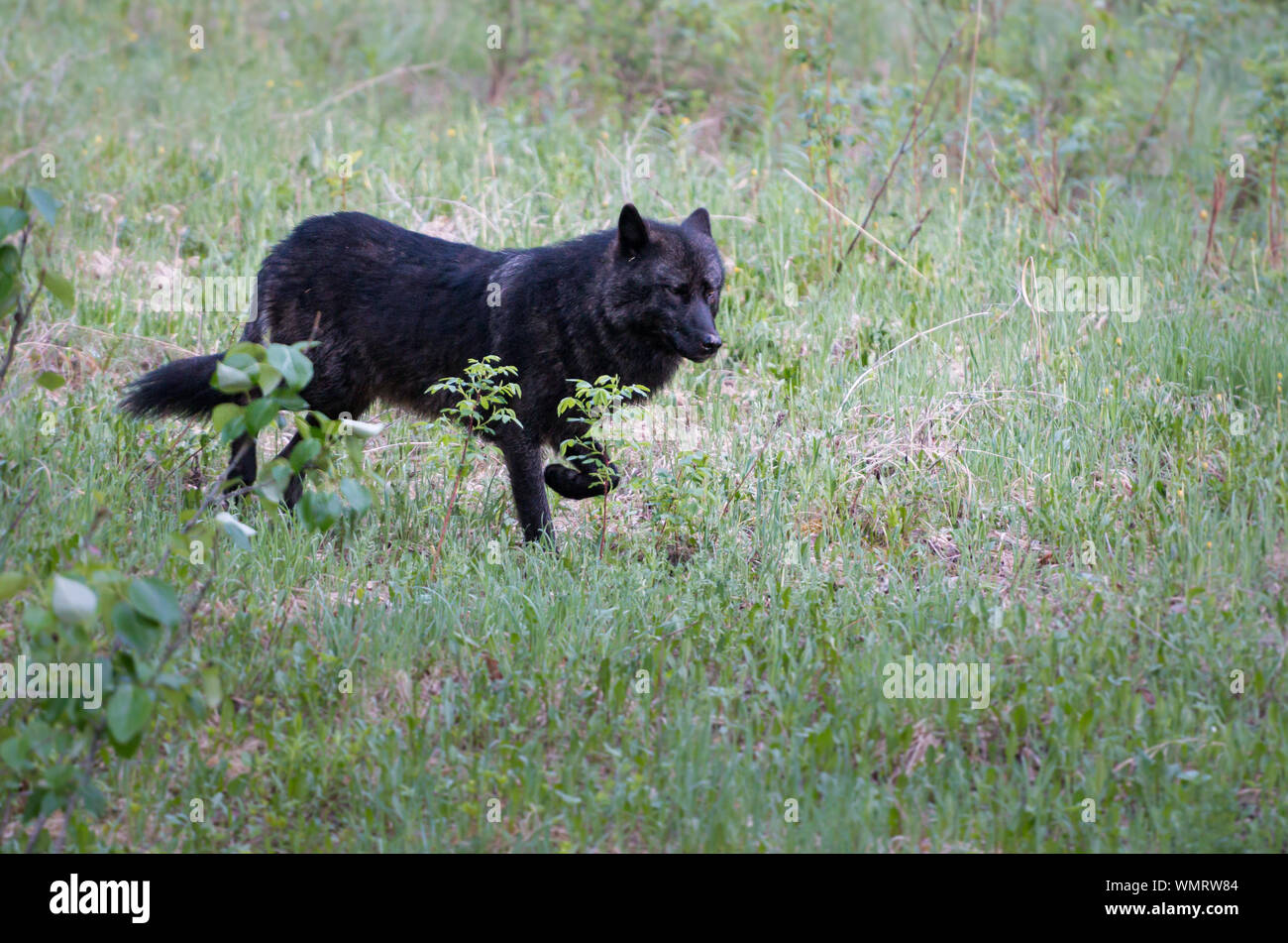 Black wolf in the wild Stock Photo - Alamy