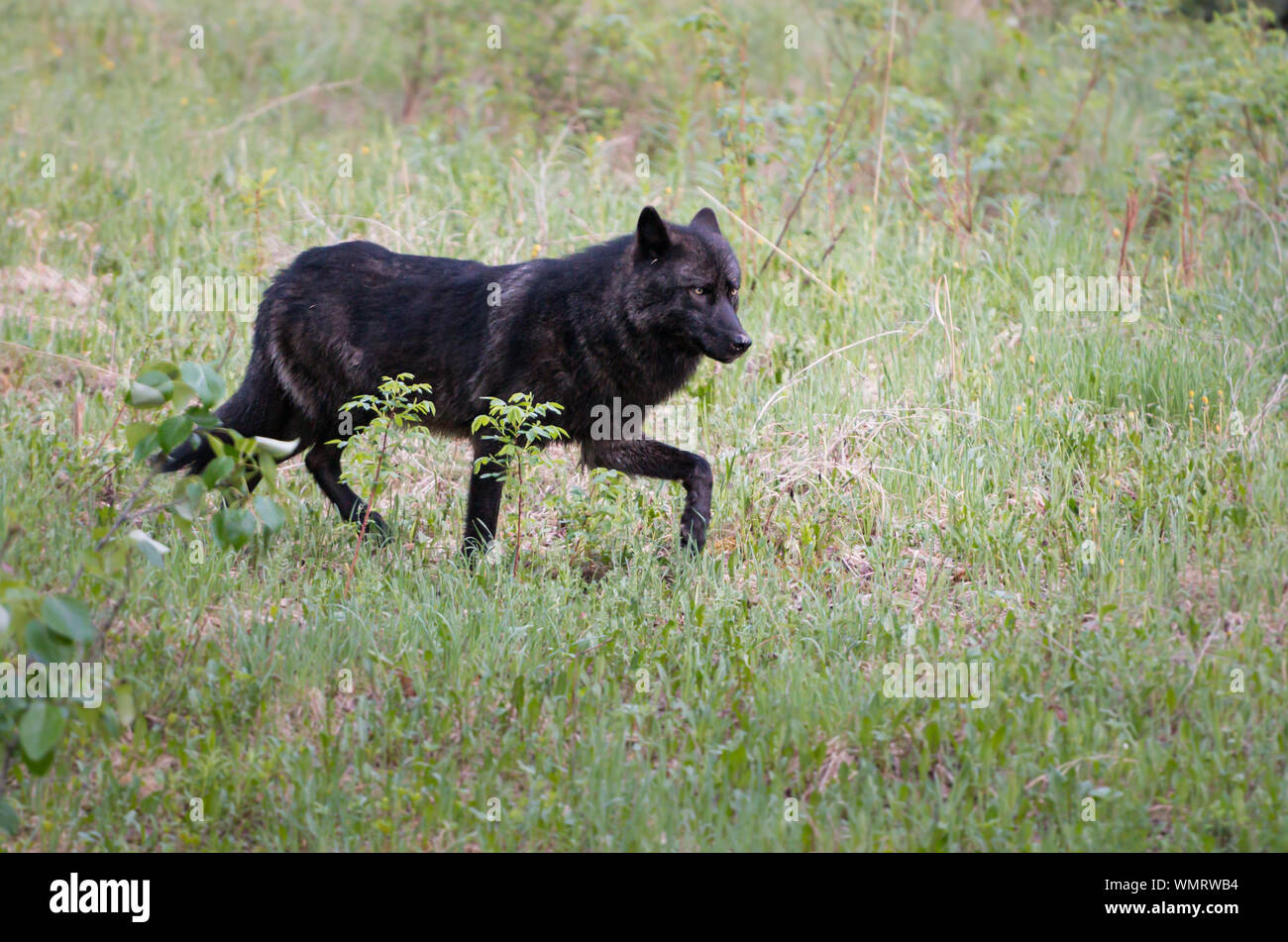 Black wolf in the wild Stock Photo - Alamy