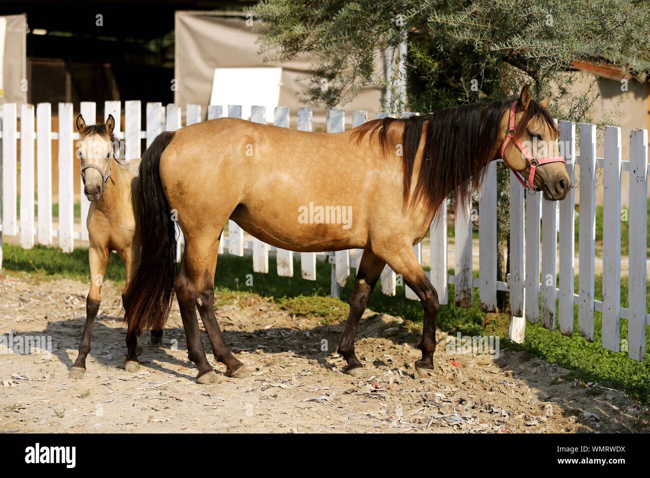 American morgan breed hi-res stock photography and images - Alamy