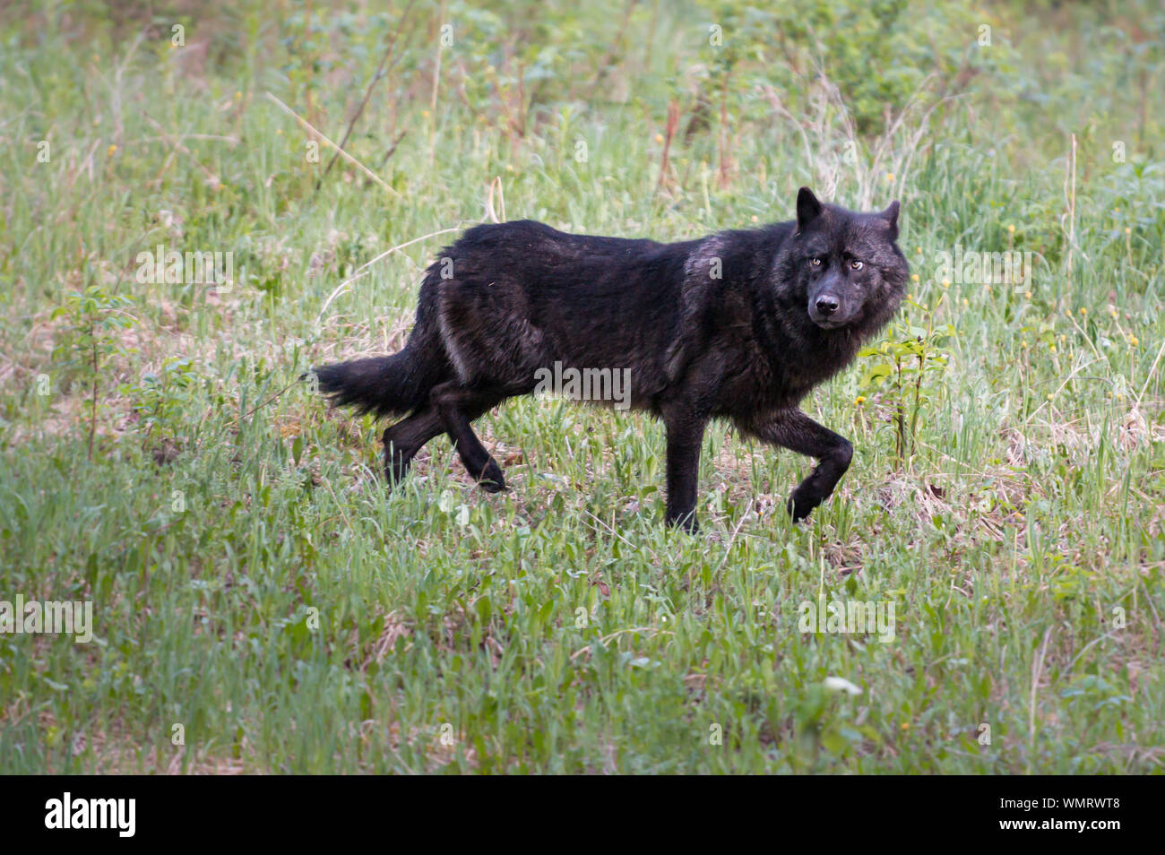 Black wolf in the wild Stock Photo - Alamy
