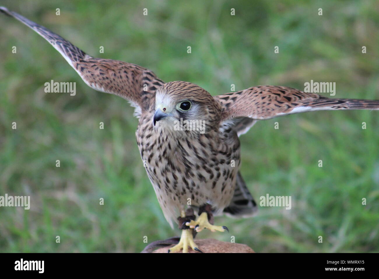 Wings outdoors hi-res stock photography and images - Alamy