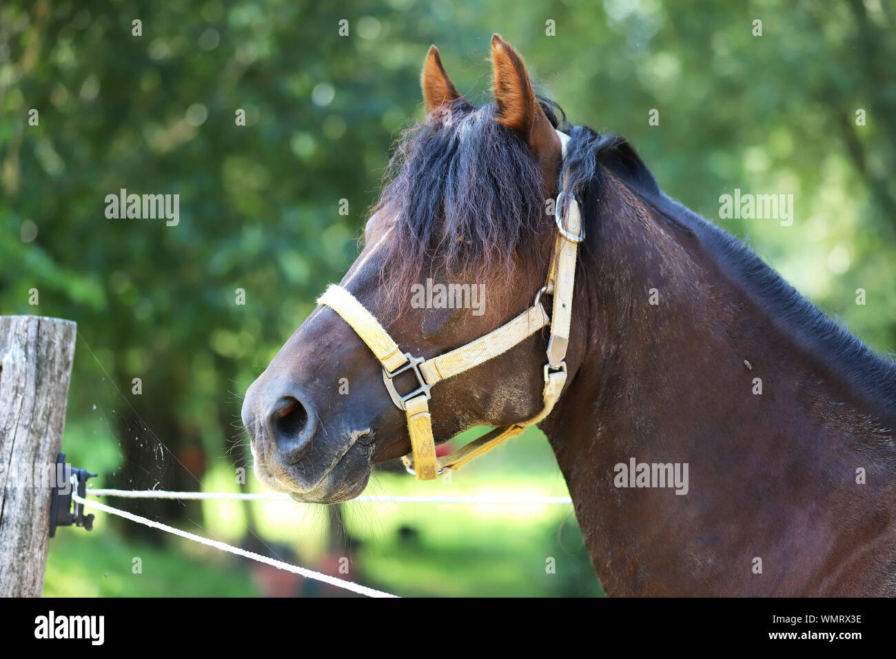 Horse with saddle side view nobody hi-res stock photography and images ...