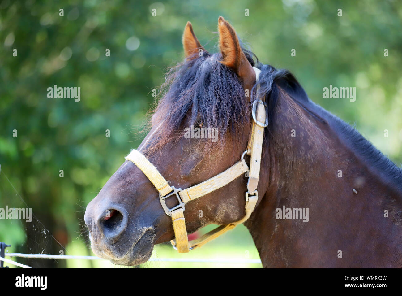 Horse with saddle side view nobody hi-res stock photography and images ...