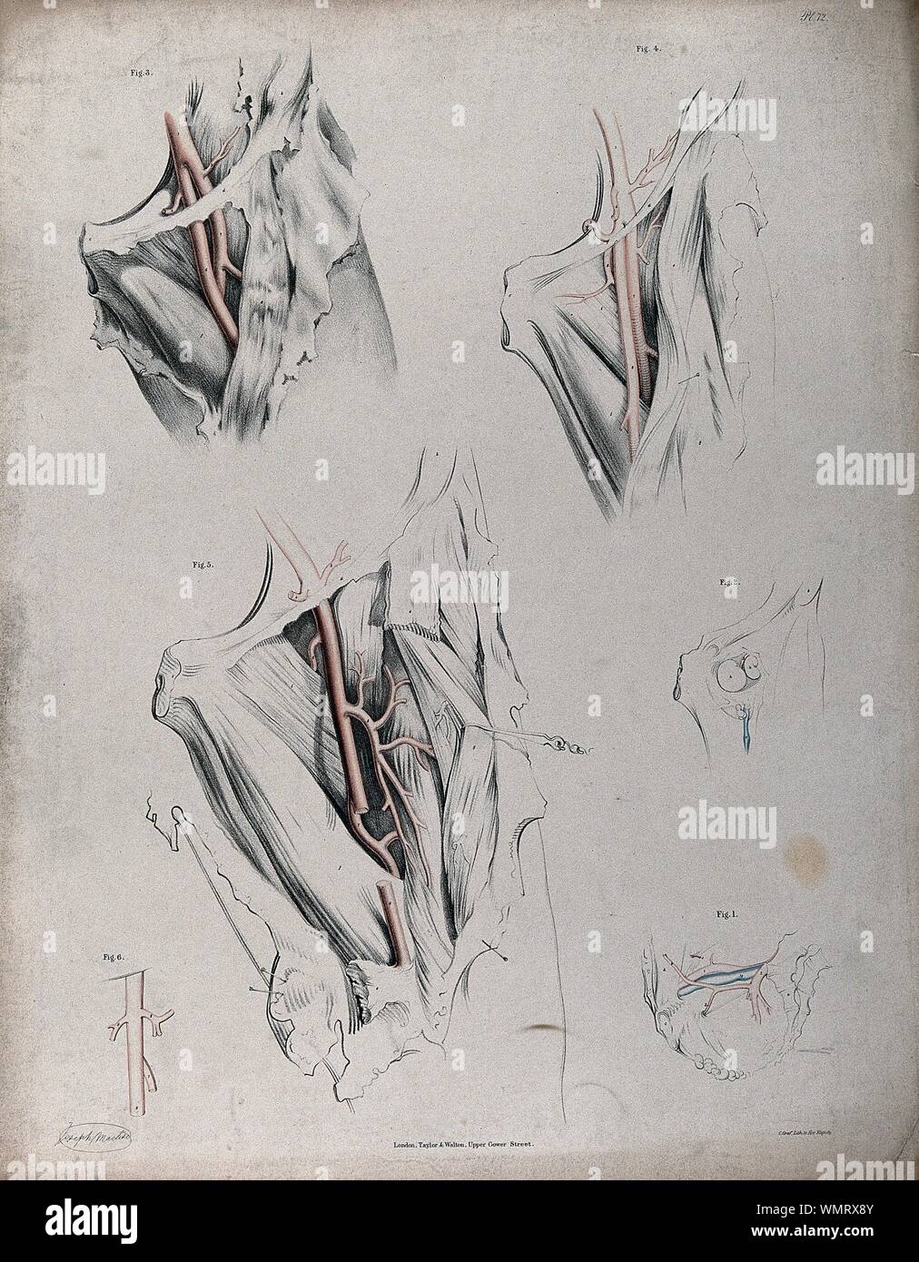 Groin circulatory system hi-res stock photography and images - Alamy