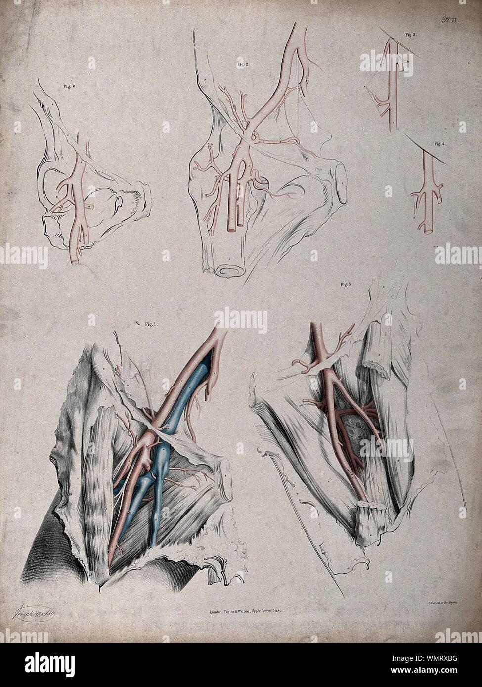 Groin human body hi-res stock photography and images - Alamy