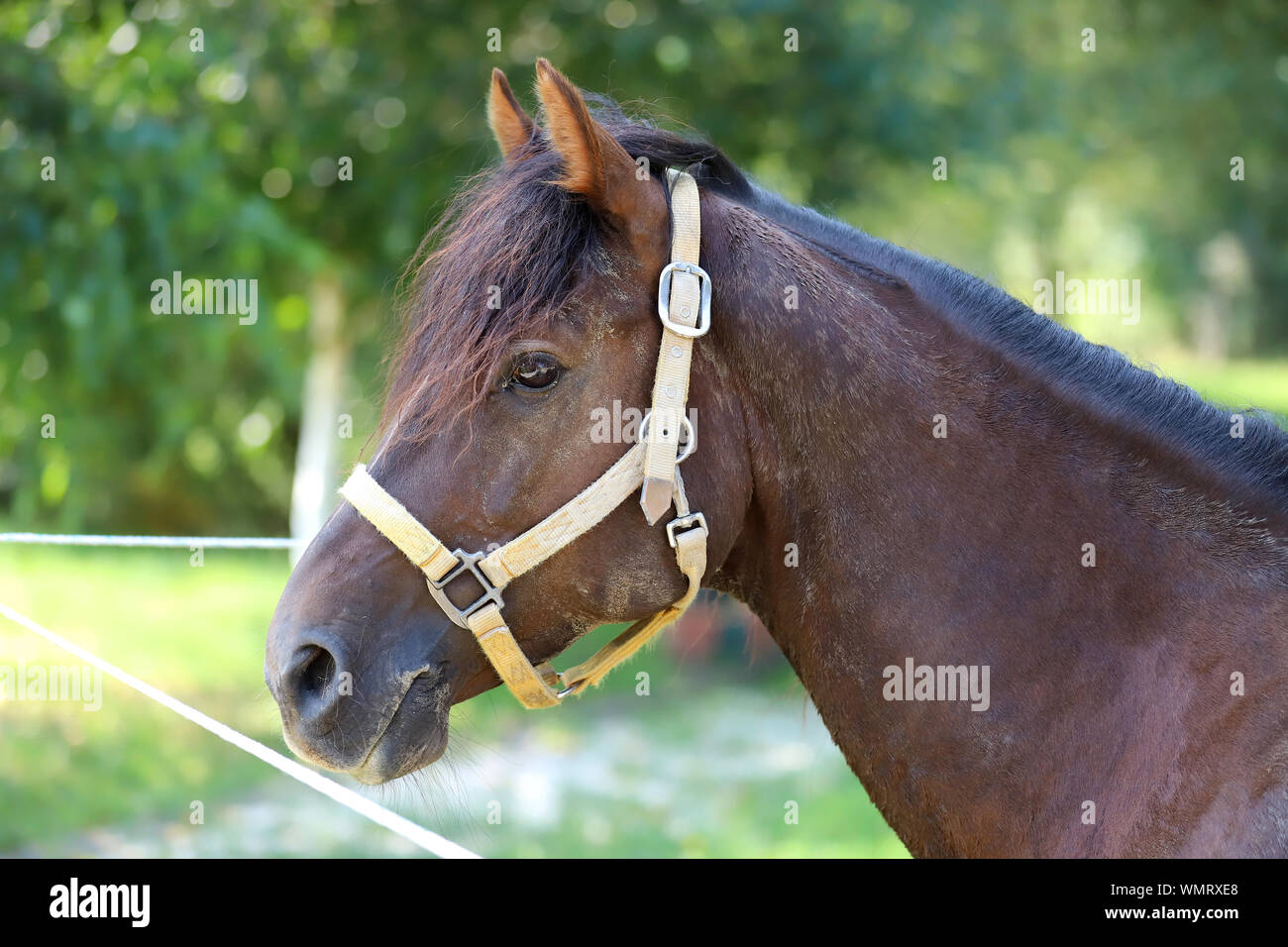 Horse with saddle side view nobody hi-res stock photography and images ...