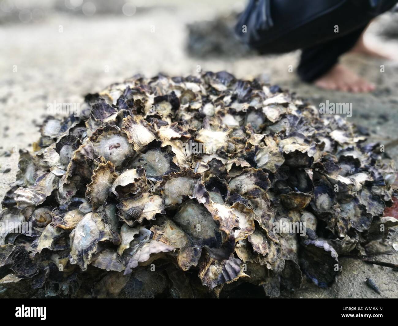Barnacles beach hi-res stock photography and images - Alamy