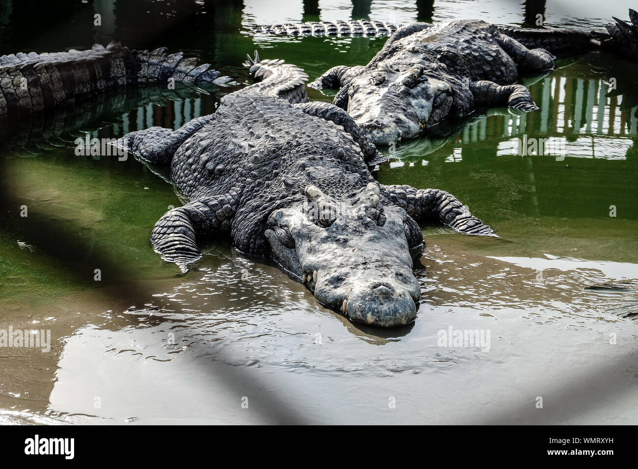 Crocodile In Water Stock Photo - Alamy