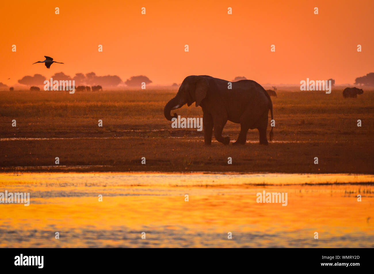 Elephant flying hi-res stock photography and images - Alamy