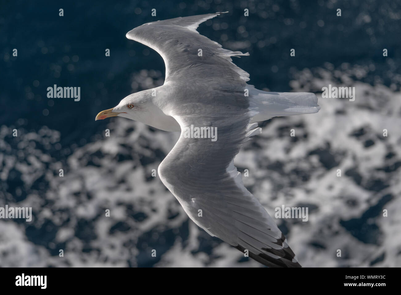 Seagull flying over waving sea Stock Photo - Alamy