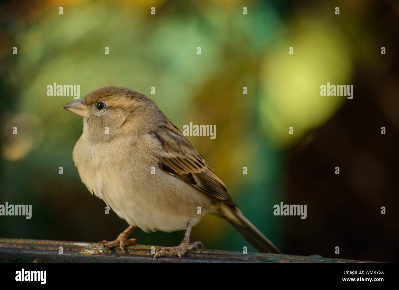 Sparrow summer hi-res stock photography and images - Alamy