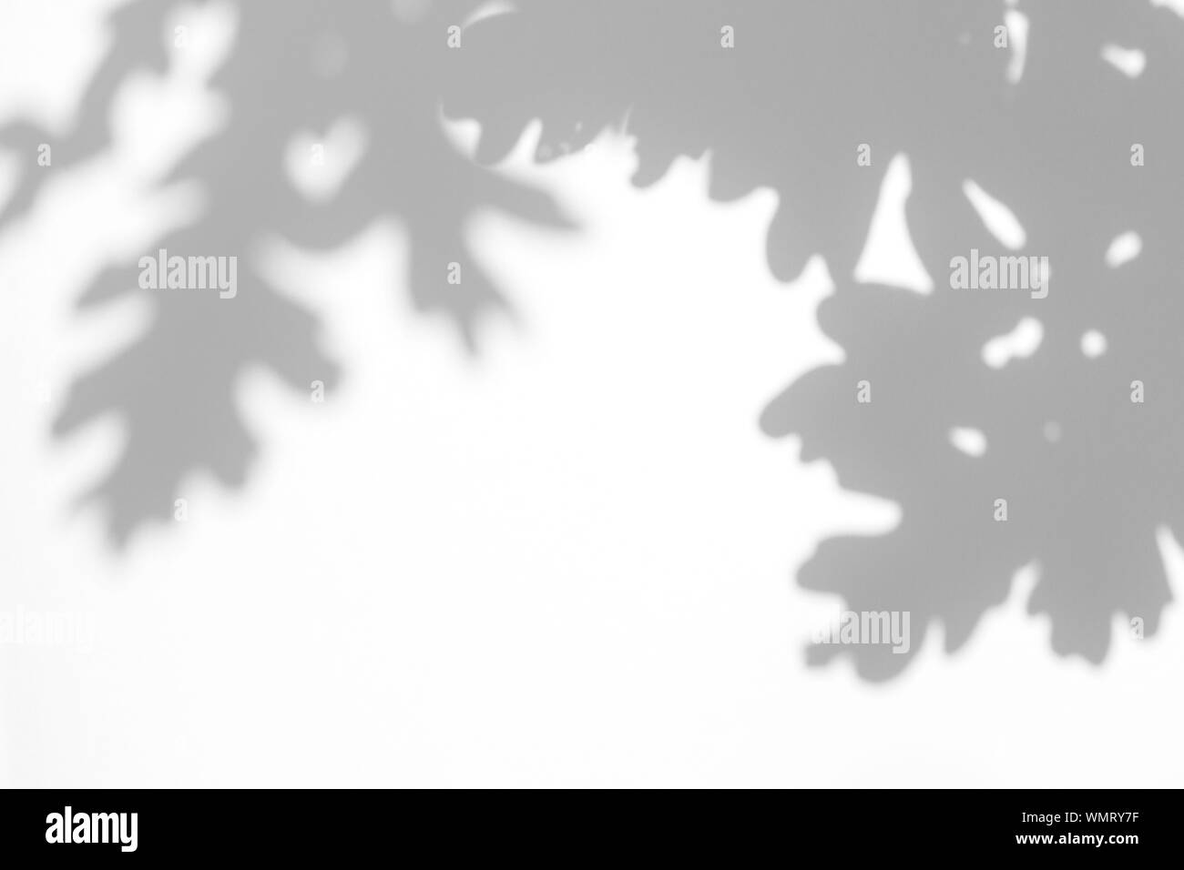 Overlay effect for photo. Gray shadow of the oak tree leaves on a white ...