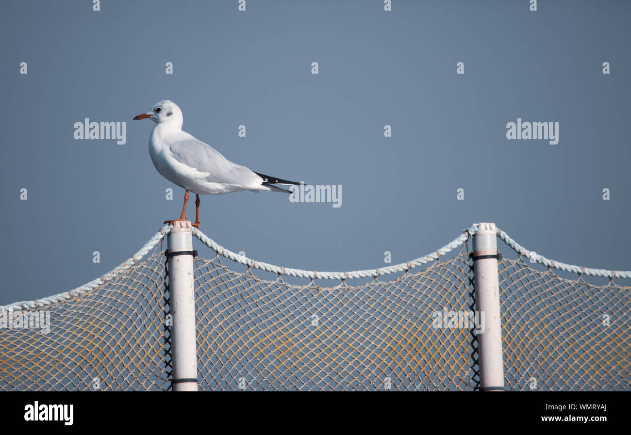 Perched on pillar hi-res stock photography and images - Alamy