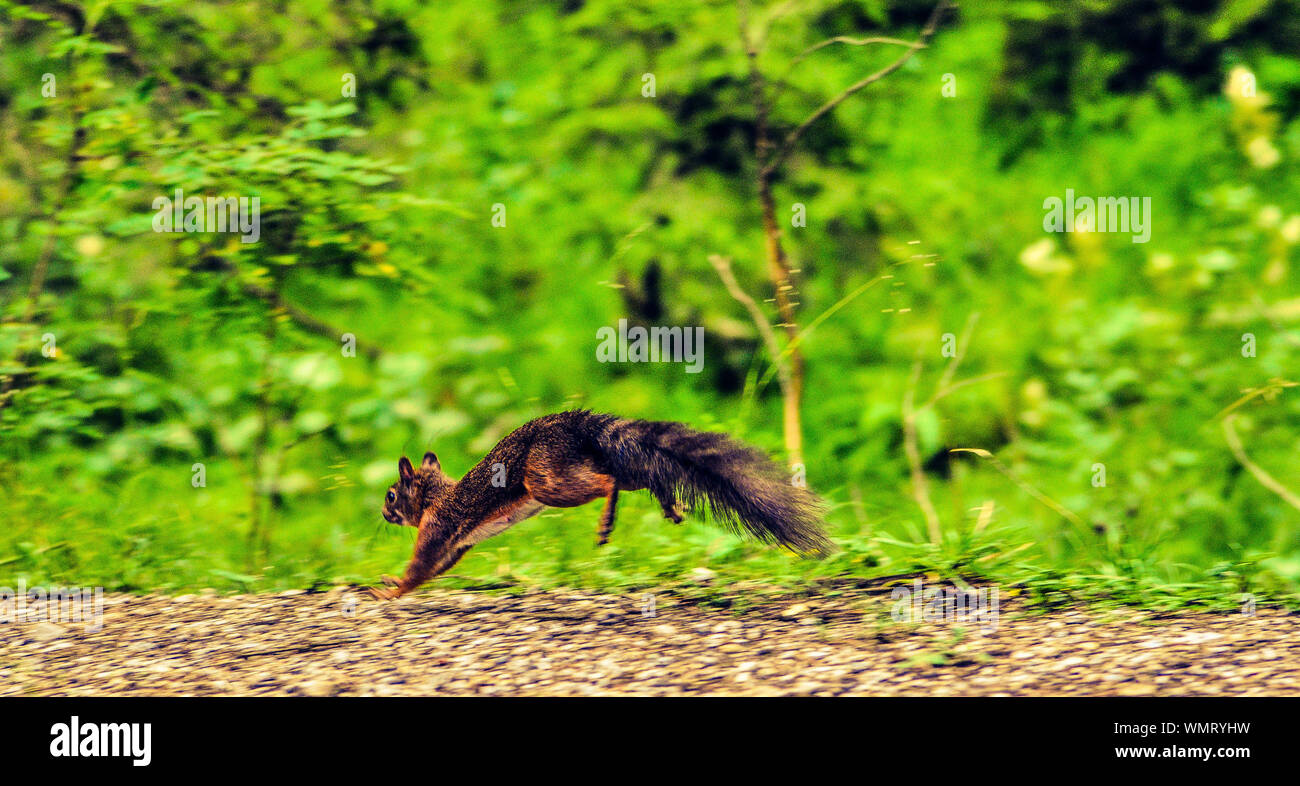 One squirrel squirrel jumping hi-res stock photography and images - Alamy